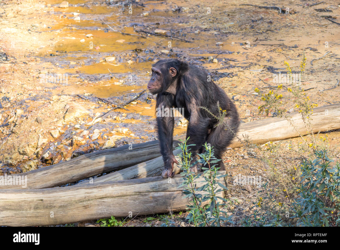 Chimpanzee habitat hi-res stock photography and images - Alamy