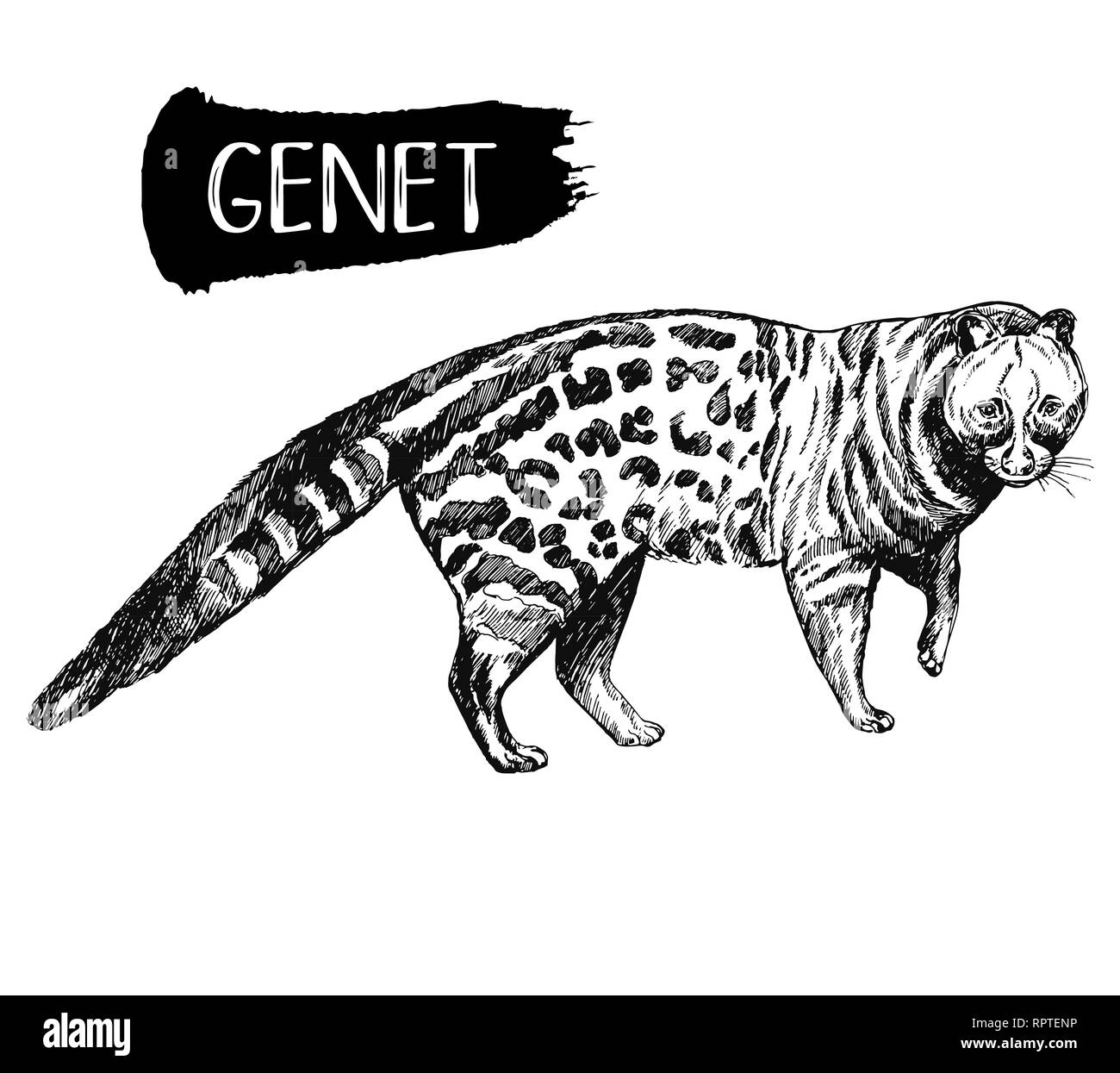 Hand drawn sketch style genet isolated on white background. Vector ...