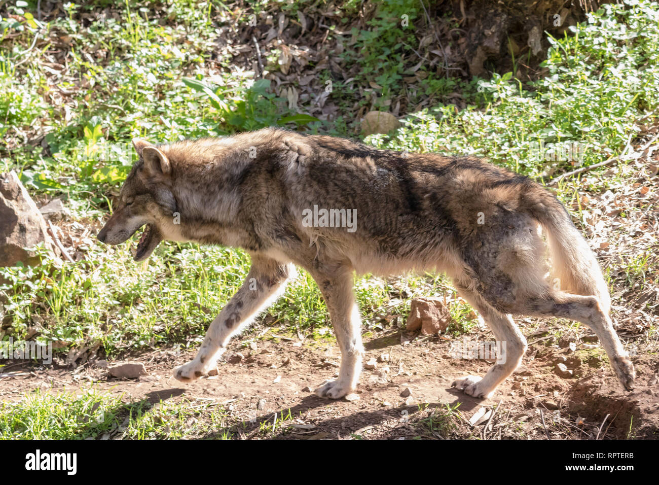 Grey Wolf (Canis lupus) in the nature Stock Photo - Alamy