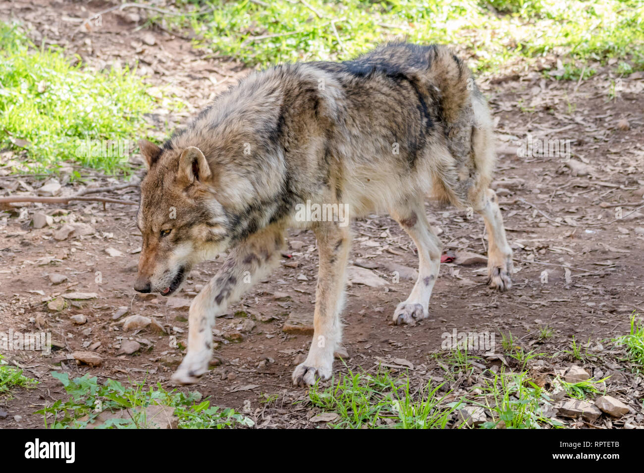 Grey Wolf (Canis lupus) in the nature Stock Photo - Alamy