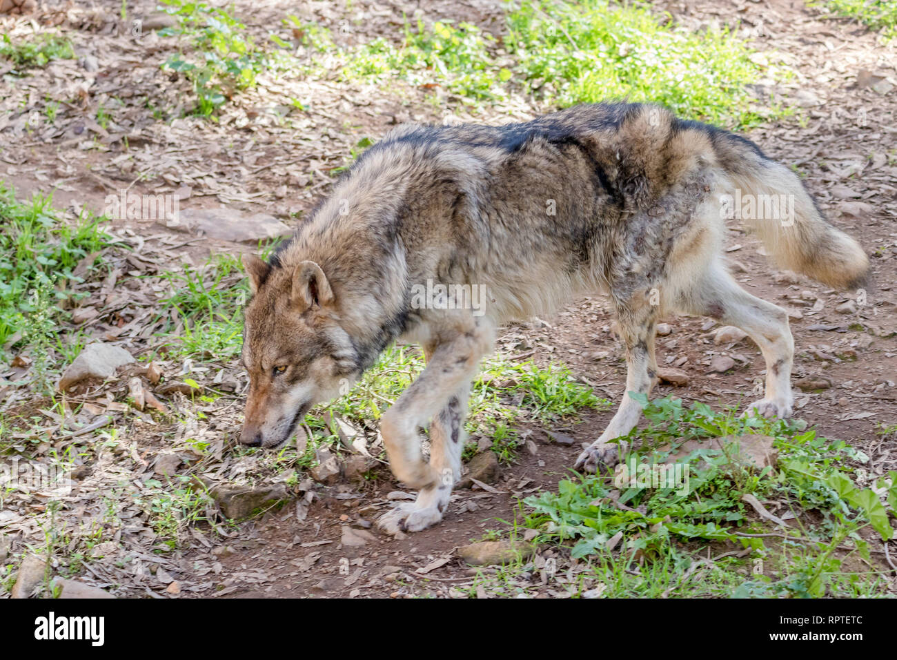 Grey Wolf (Canis lupus) in the nature Stock Photo - Alamy