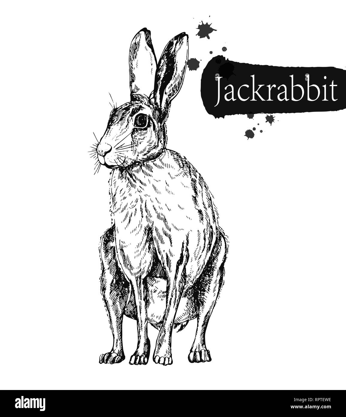 Hand drawn sketch style hare isolated on white background. Vector ...