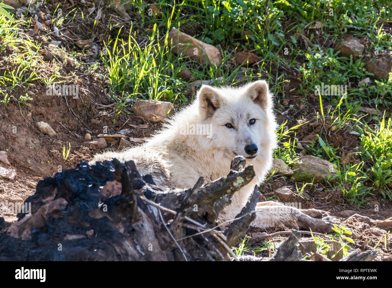 White Wolf Teeth Stock Photos & White Wolf Teeth Stock Images - Alamy