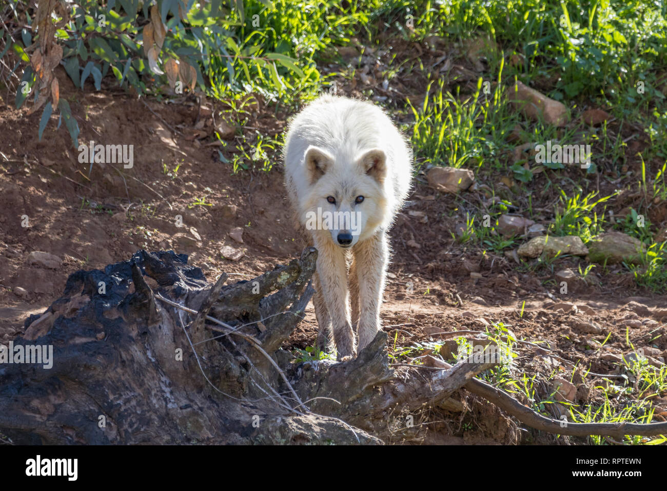 White Wolf Teeth Stock Photos & White Wolf Teeth Stock Images - Alamy