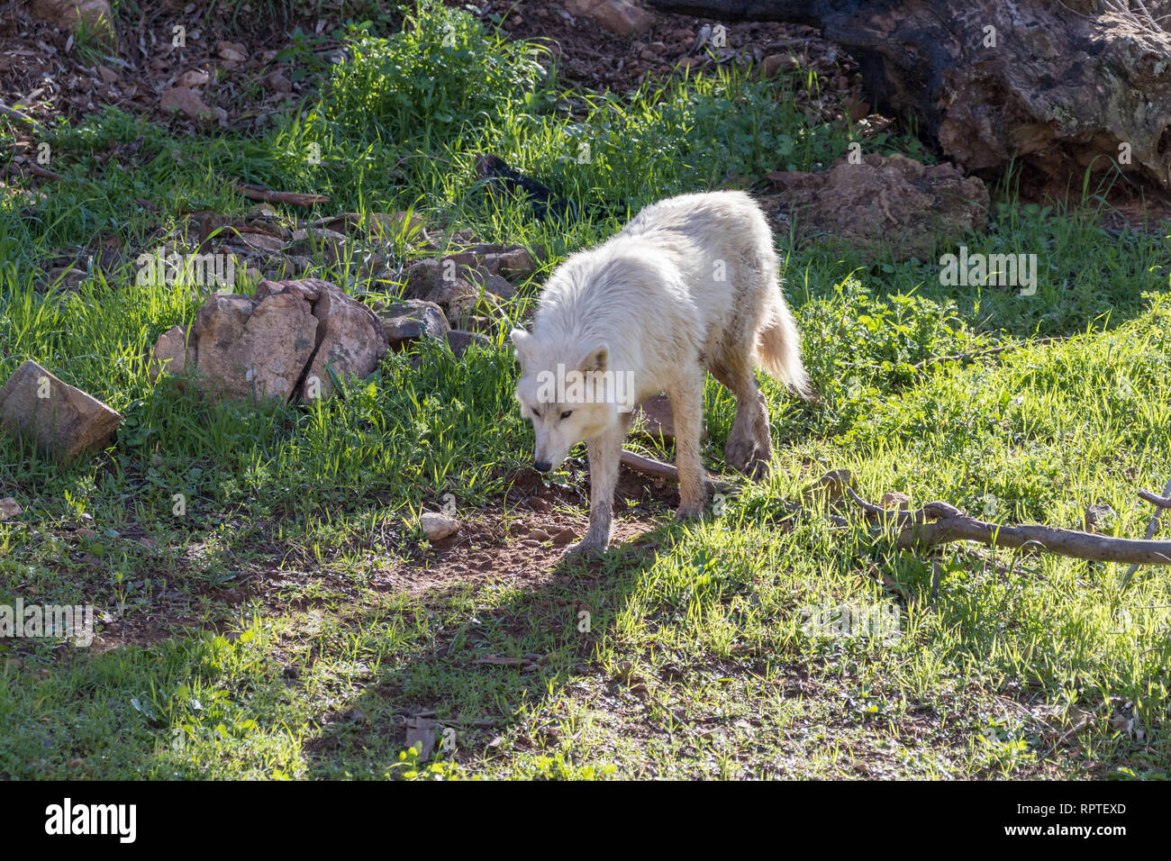 White wolf or arctic wolf close up in nature Stock Photo - Alamy