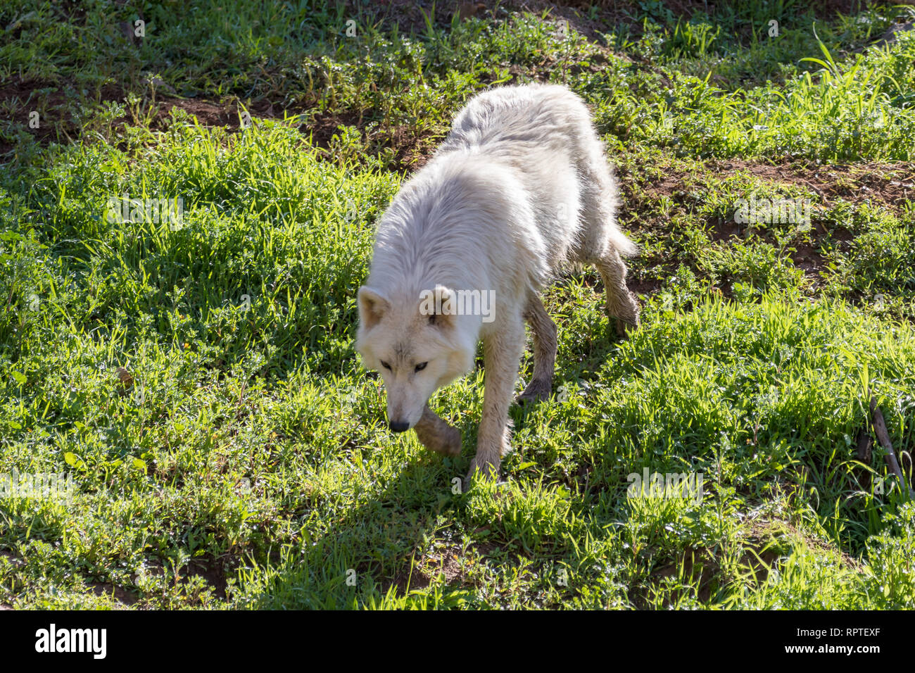 White wolf or arctic wolf close up in nature Stock Photo - Alamy