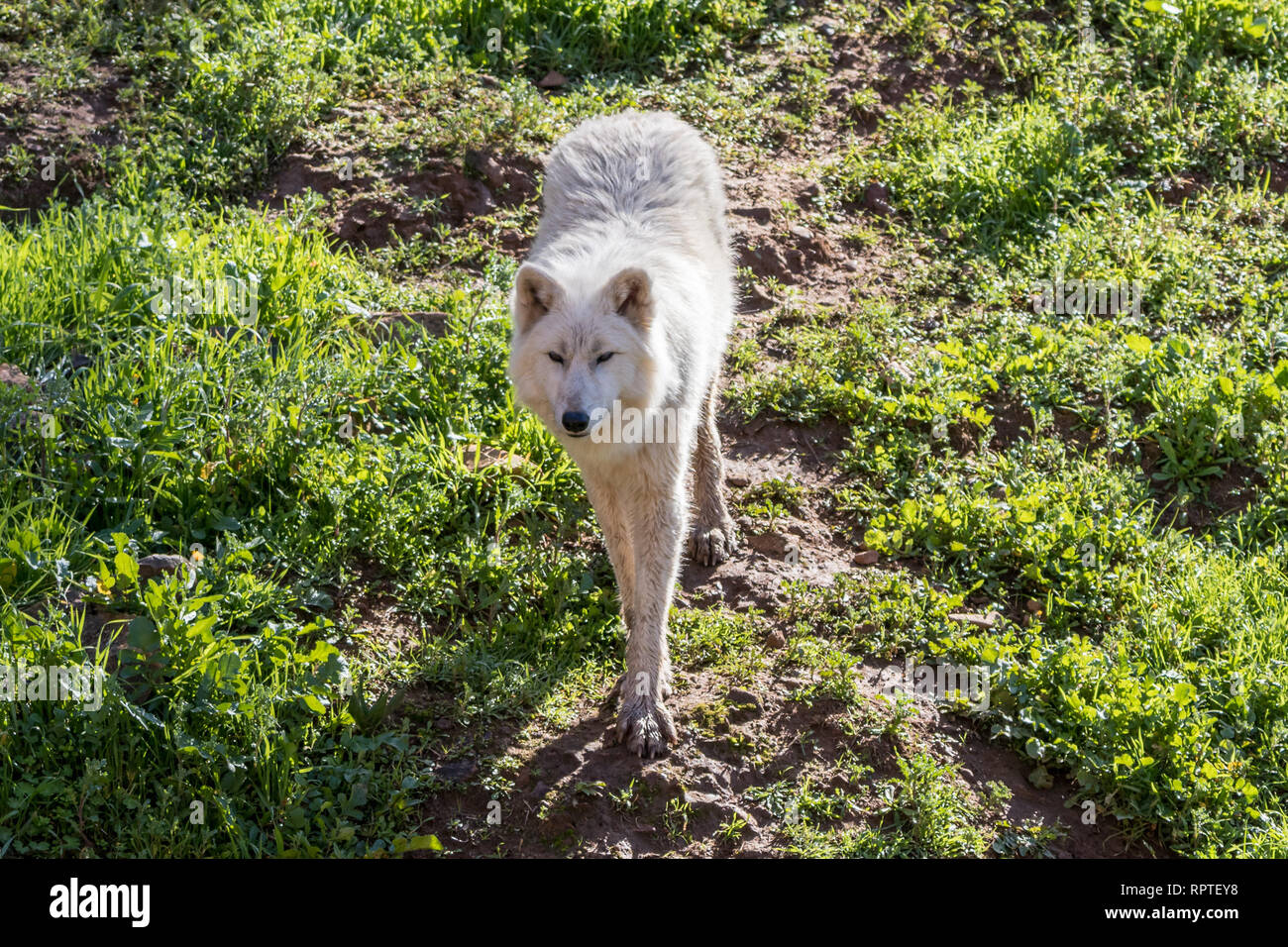 White wolf or arctic wolf close up in nature Stock Photo - Alamy