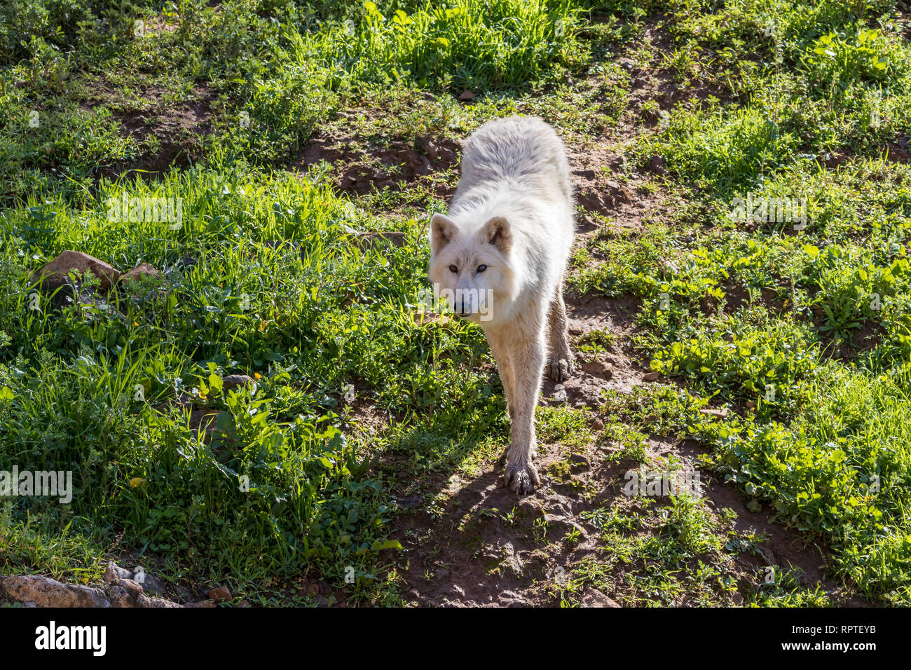 White wolf or arctic wolf close up in nature Stock Photo - Alamy