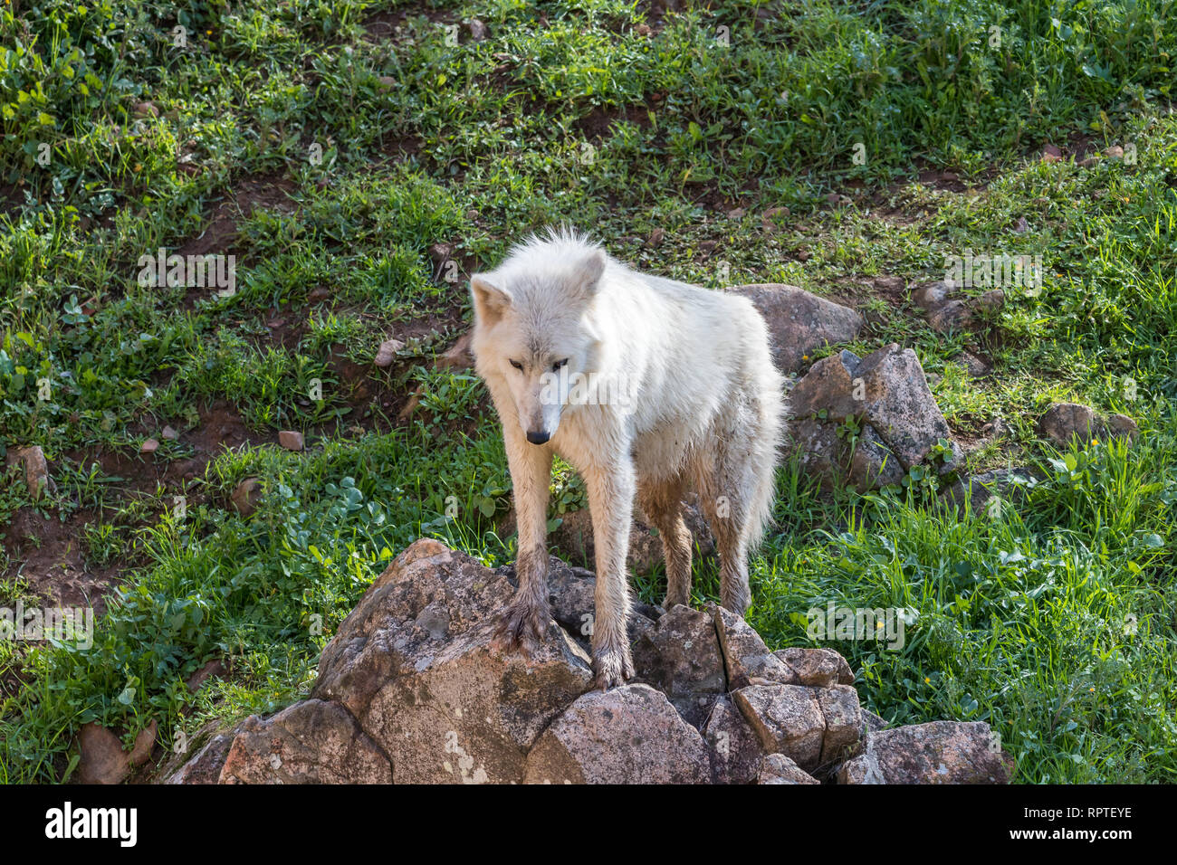 White wolf or arctic wolf close up in nature Stock Photo - Alamy
