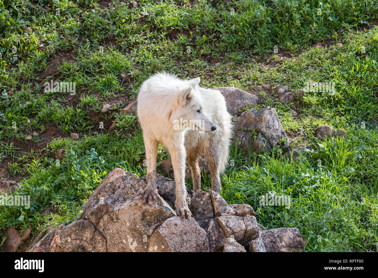 White wolf or arctic wolf close up in nature Stock Photo - Alamy