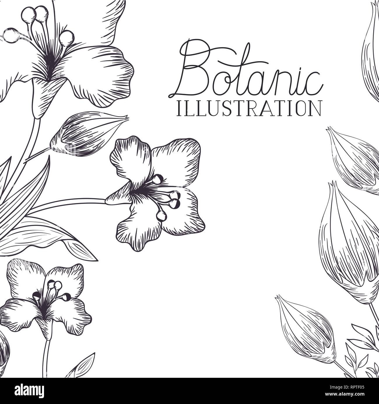 botanic illustration label with plants Stock Vector Image & Art - Alamy