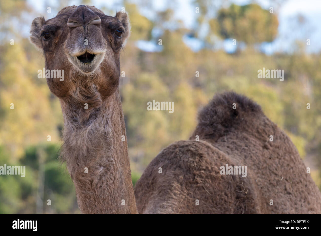 Happy looking camel hi-res stock photography and images - Alamy