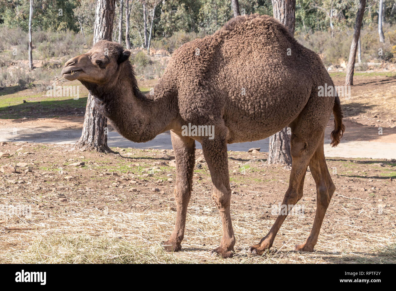 Camel, Dromedary (Camelus dromedarius Stock Photo - Alamy