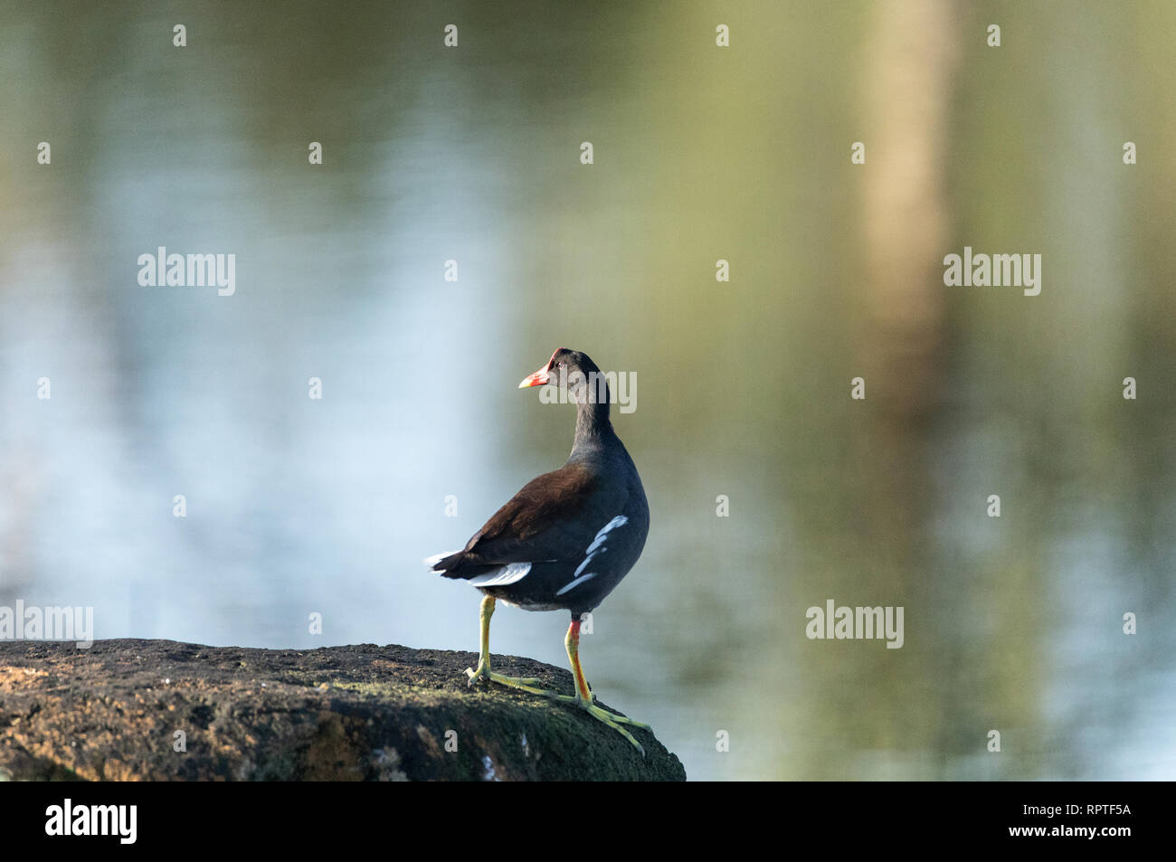 Common moorhen Gallinula chloropus perches on a rock over a pond in ...
