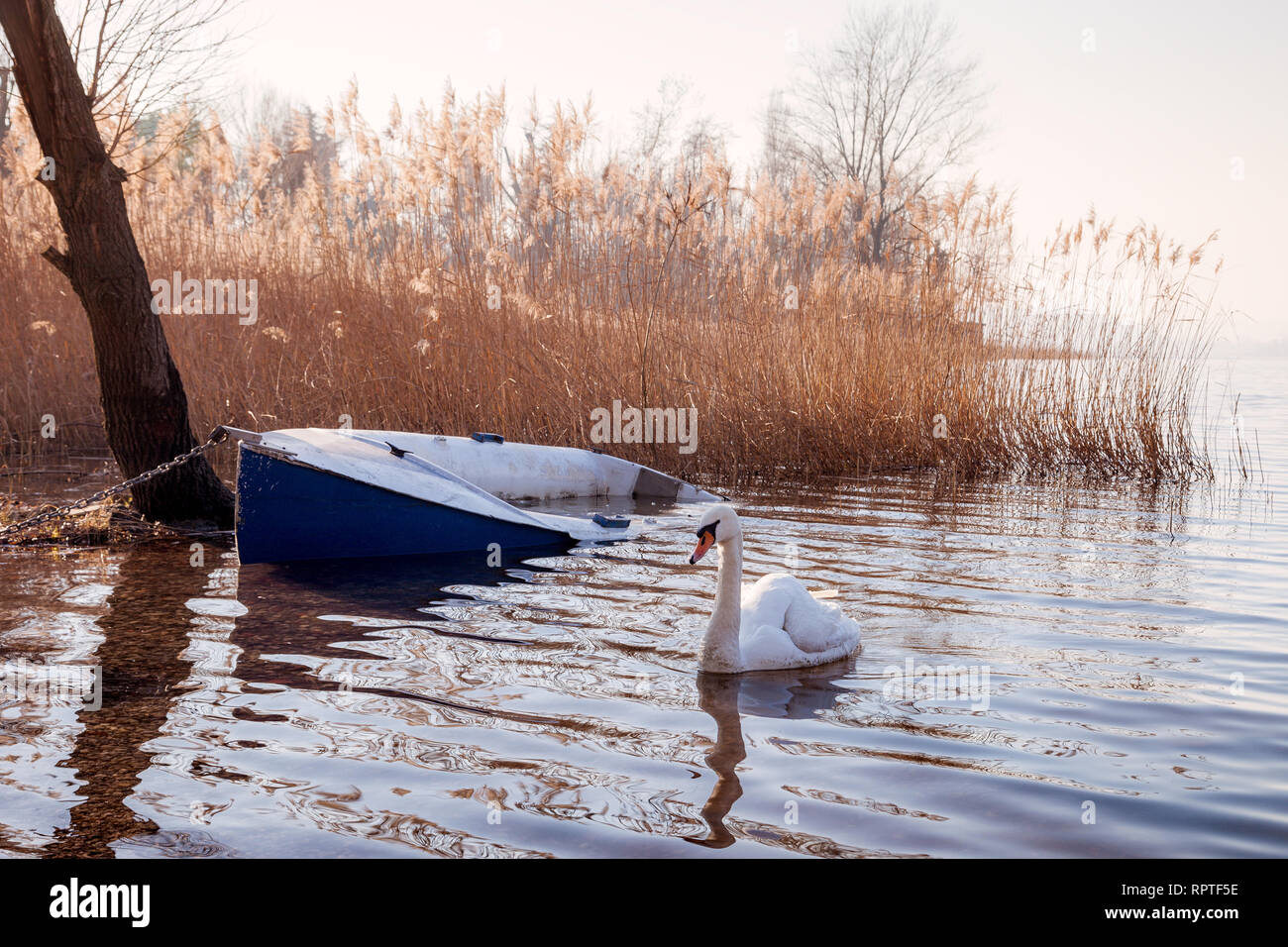 Sunk swan boat hi-res stock photography and images - Alamy