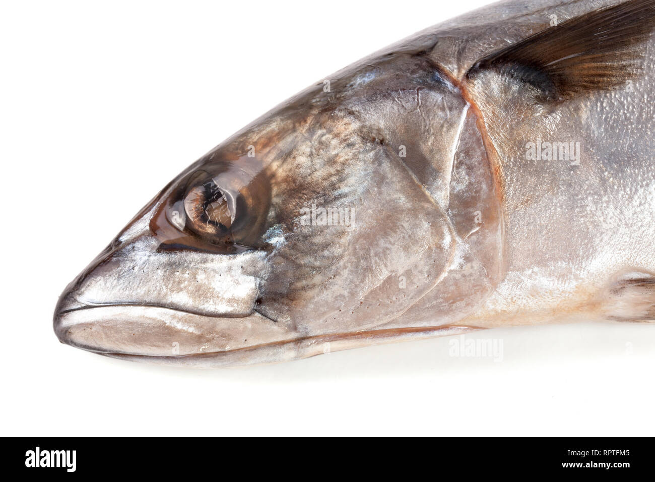 Mackerel head hi-res stock photography and images - Alamy