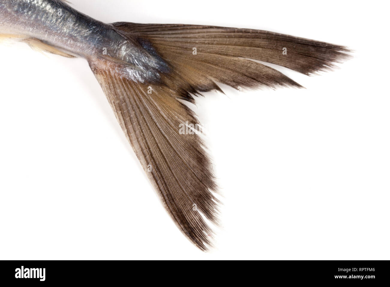 Tail of mackerel close-up isolated on white background Stock Photo - Alamy