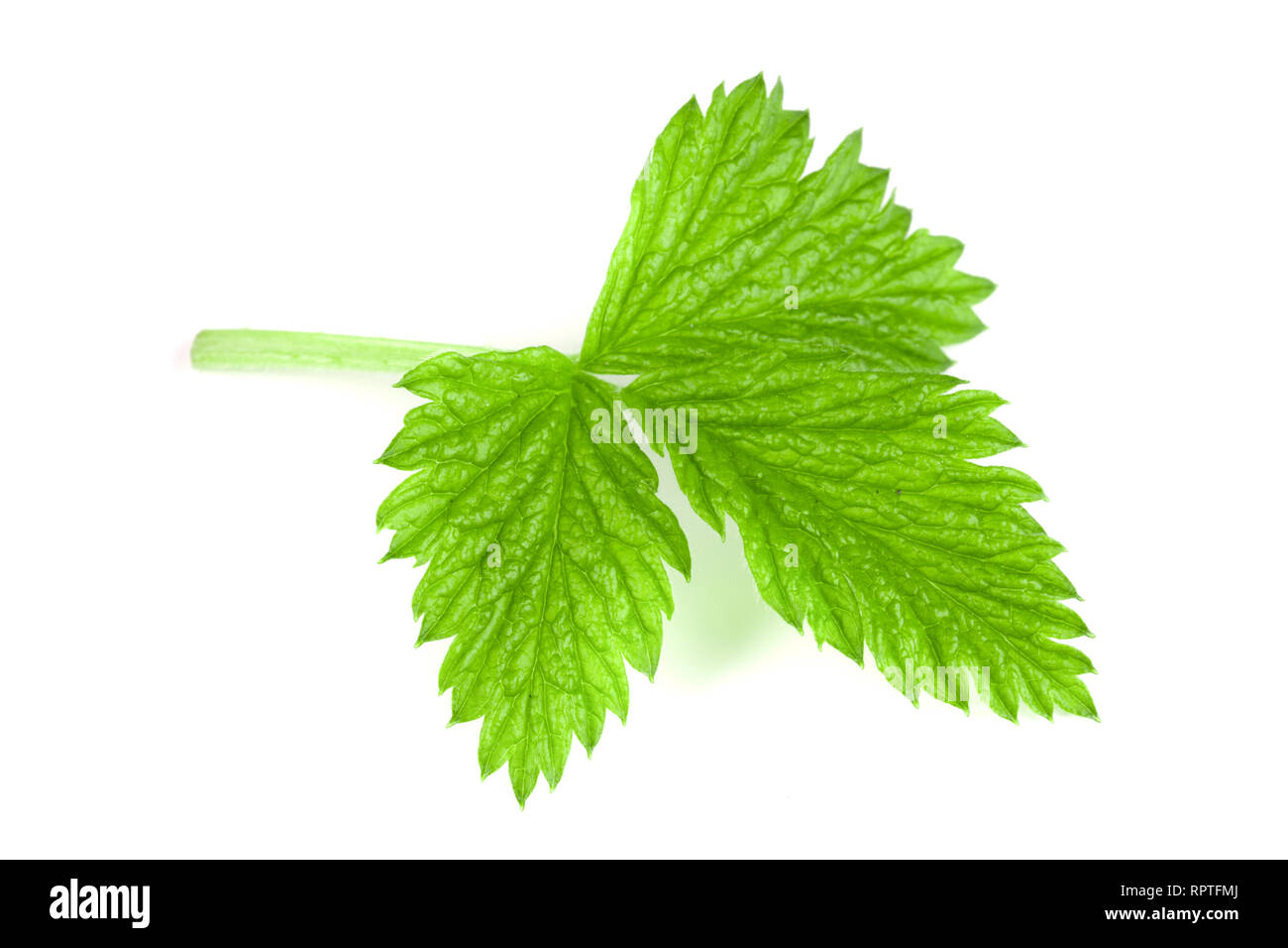 Fresh raspberry leaf isolated on white background Stock Photo - Alamy