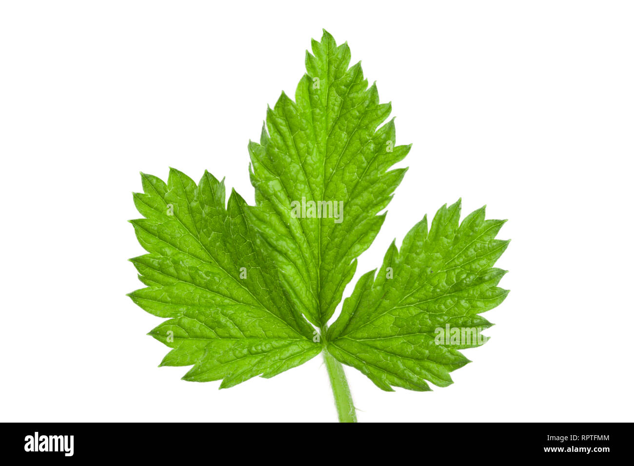 Fresh raspberry leaf isolated on white background Stock Photo - Alamy