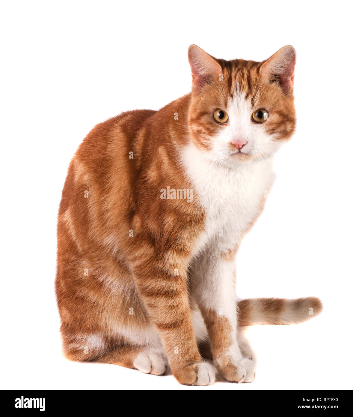 red cat sitting isolated on white background Stock Photo - Alamy
