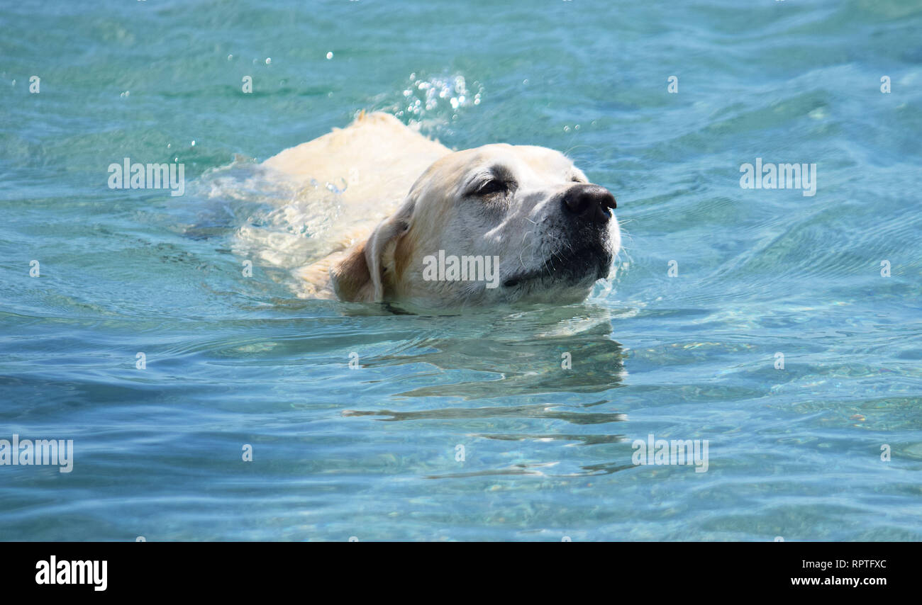 Golden Labrador, Vault Beach, Cornwall, 050716 Stock Photo - Alamy