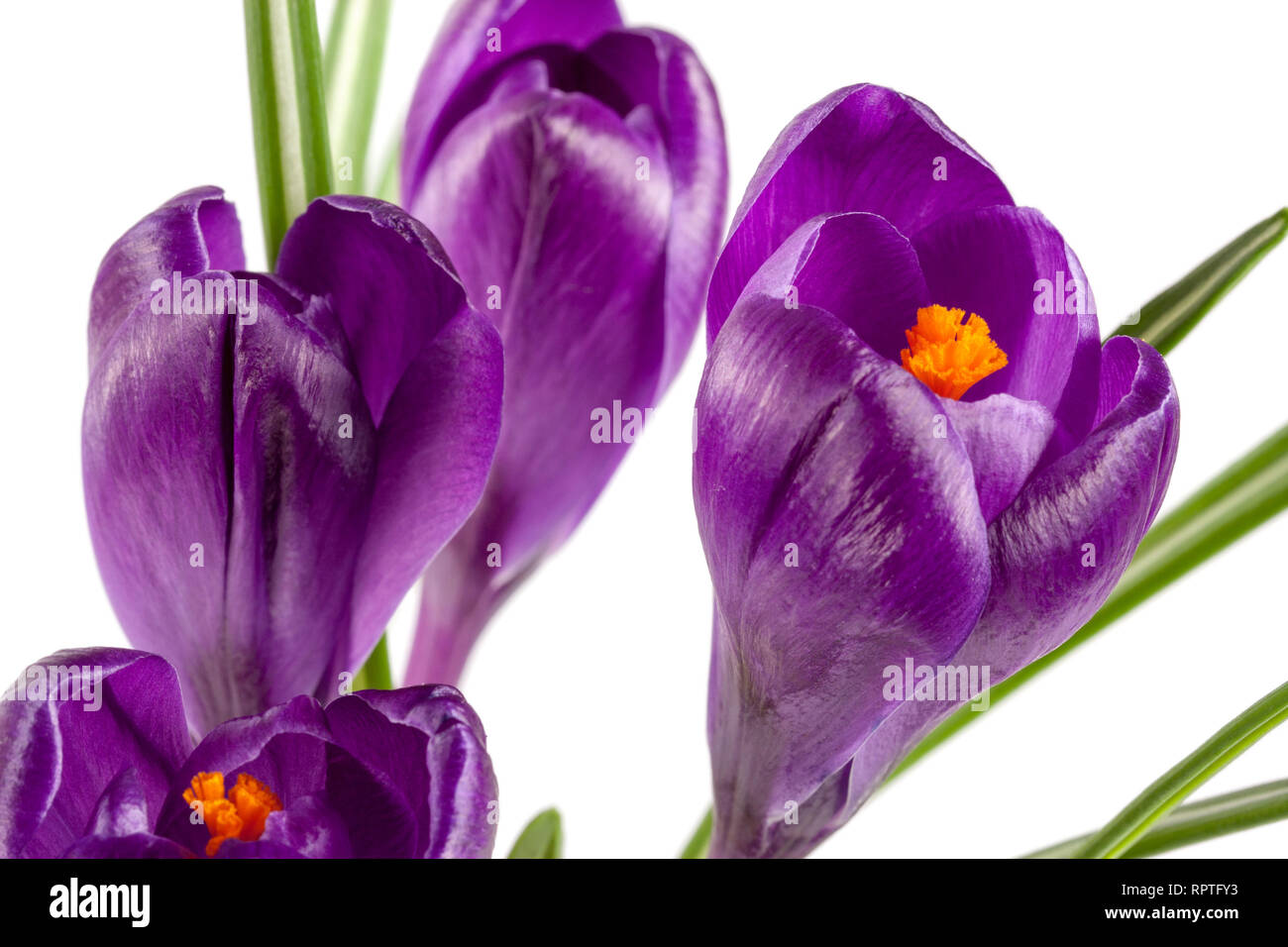 Crocus flowers isolated on white background closeup Stock Photo - Alamy