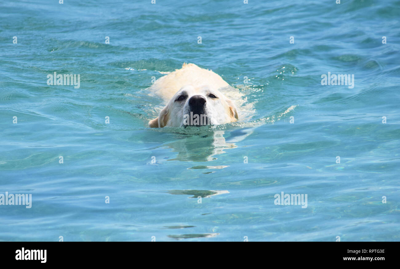 Golden Labrador, Vault Beach, Cornwall, 050716 Stock Photo - Alamy