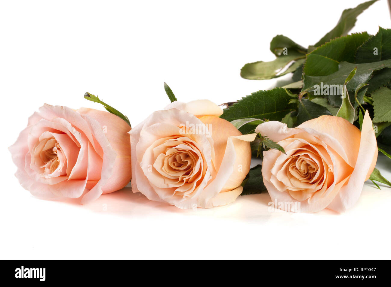 three fresh beige roses isolated on white background Stock Photo - Alamy