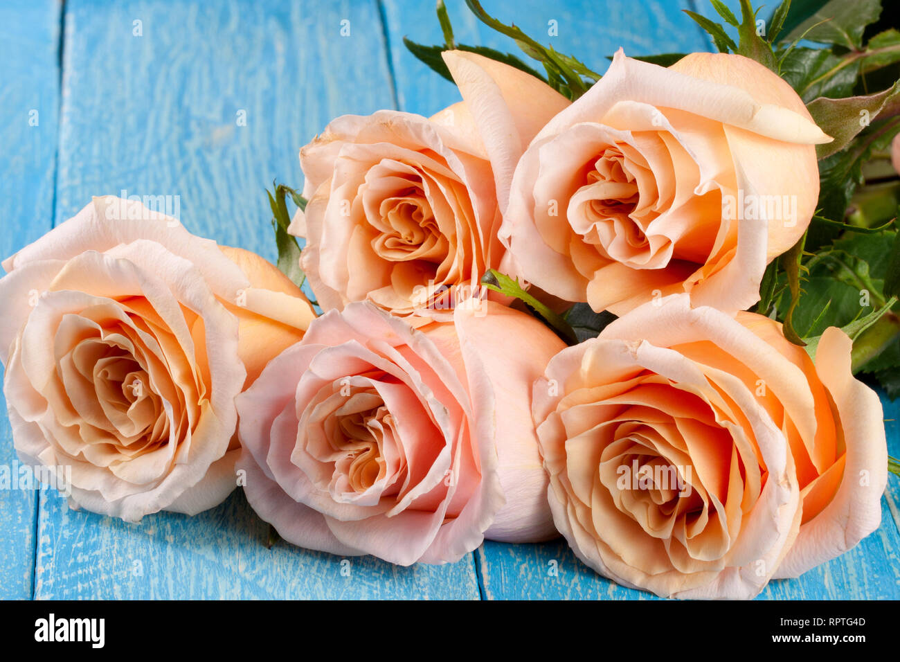 five fresh beige roses on a blue wooden background Stock Photo - Alamy