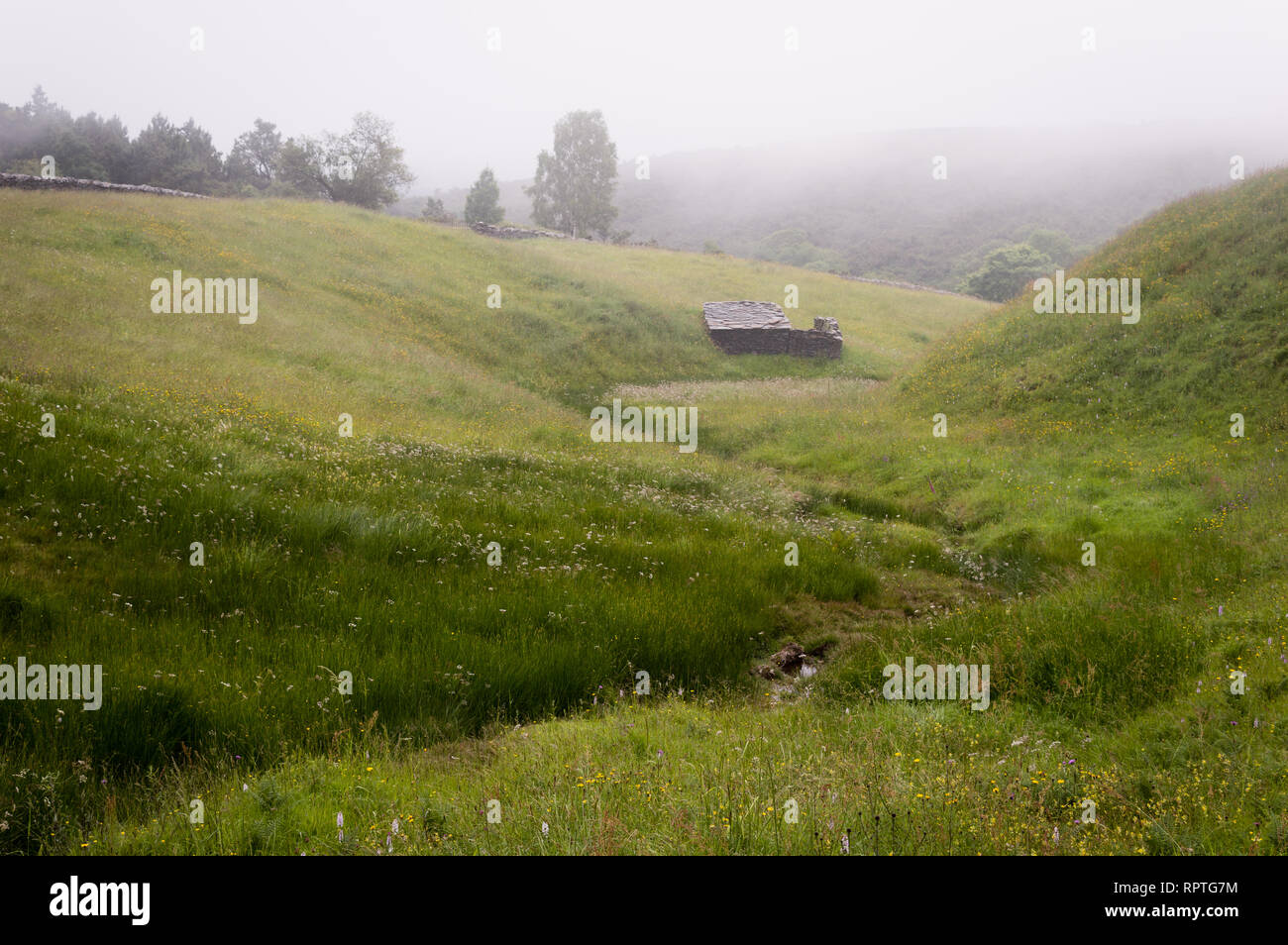 Grass silhouettes background hi-res stock photography and images - Alamy