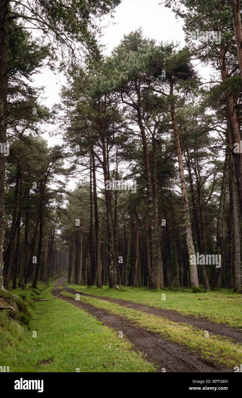Ponga natural park asturias hi-res stock photography and images - Alamy