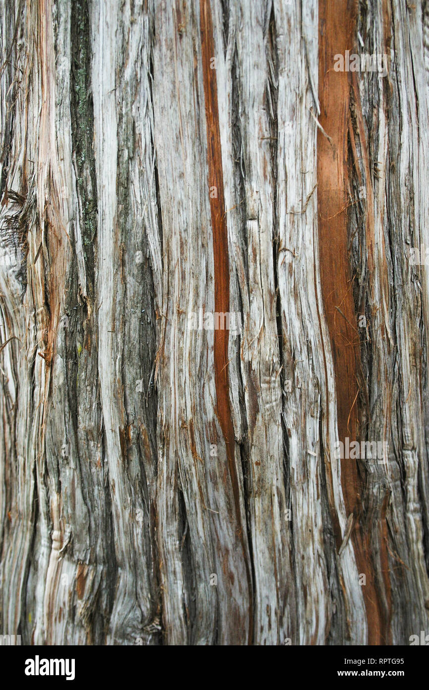 tree bark as a background close-up macro Stock Photo - Alamy