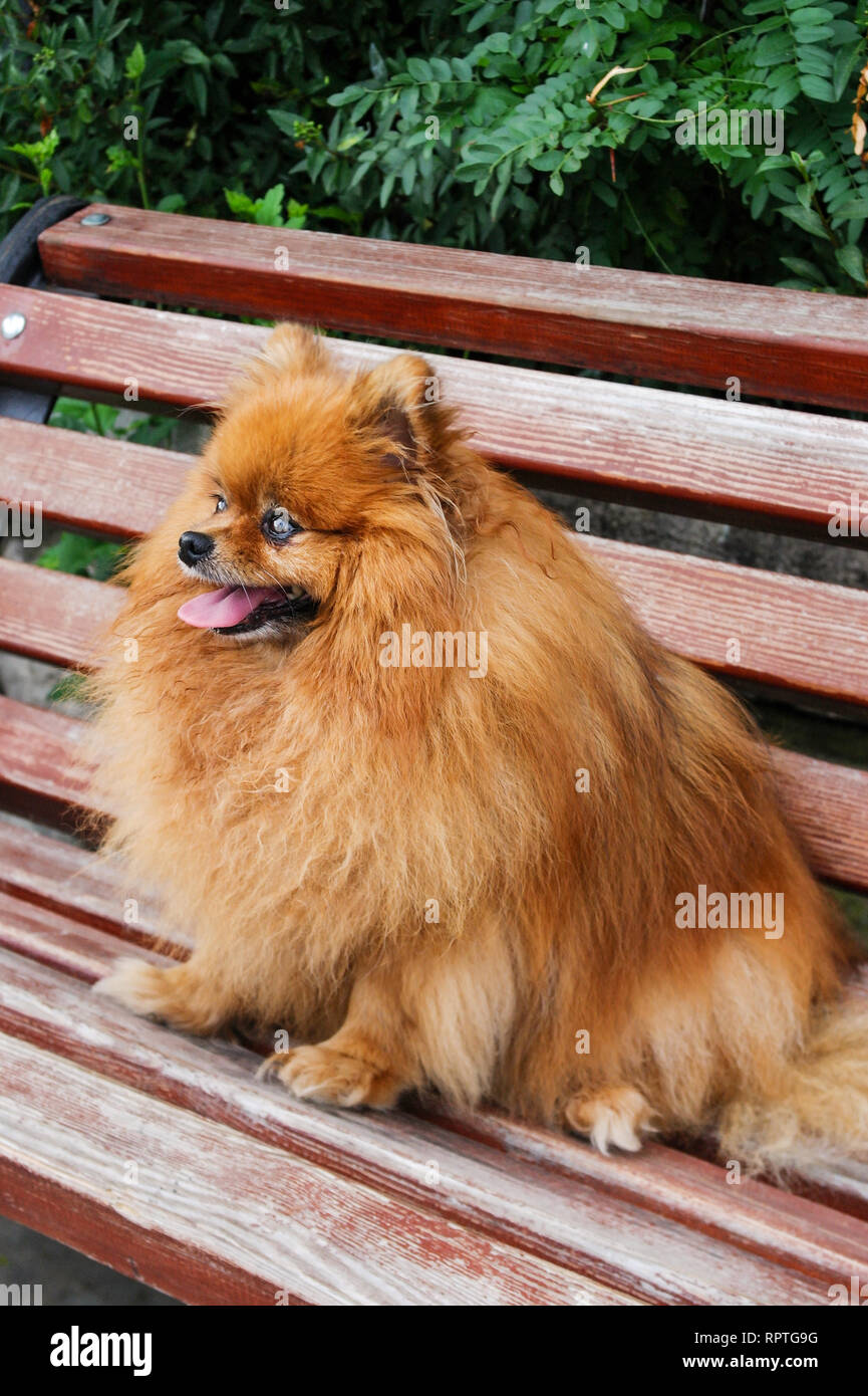 Red dog german spitz dog pomeranian hi-res stock photography and images ...