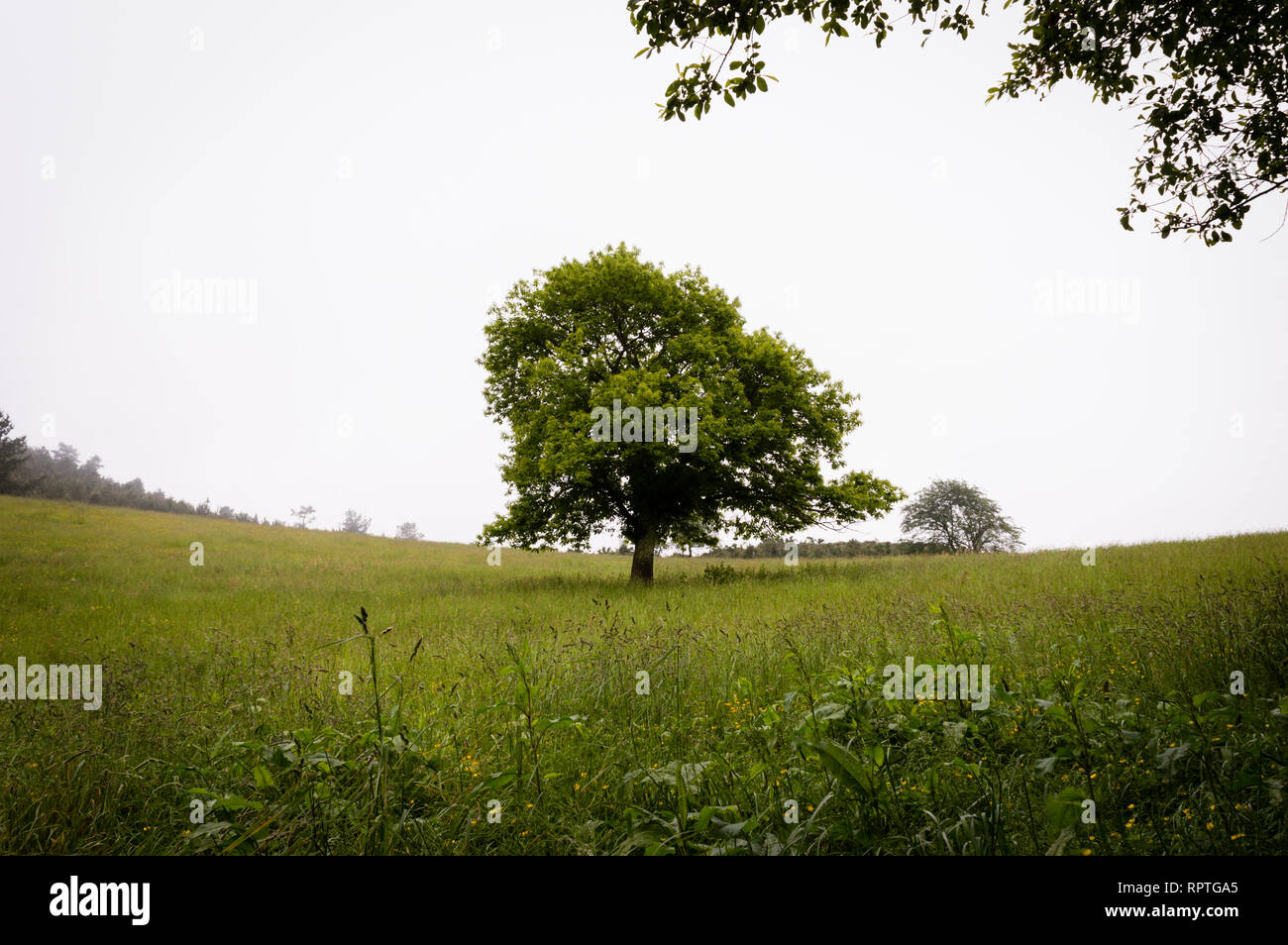 Lonely green oak tree in the field. Asturias, Spain, Europe Stock Photo ...