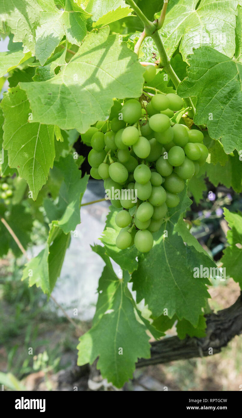 Immature bunch of grapes hi-res stock photography and images - Alamy