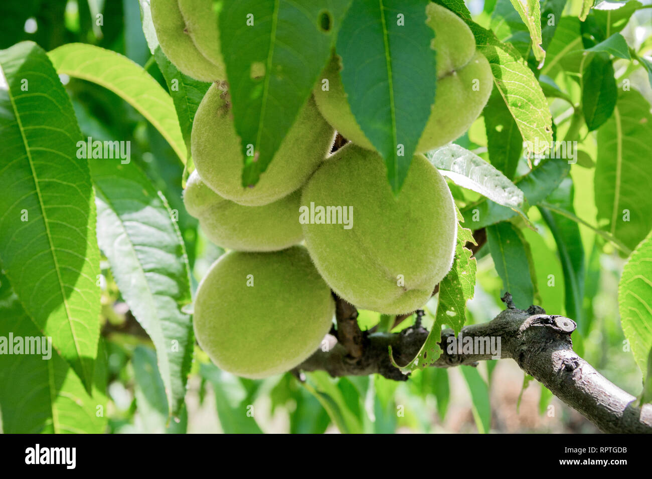 Young peach tree hi-res stock photography and images - Alamy