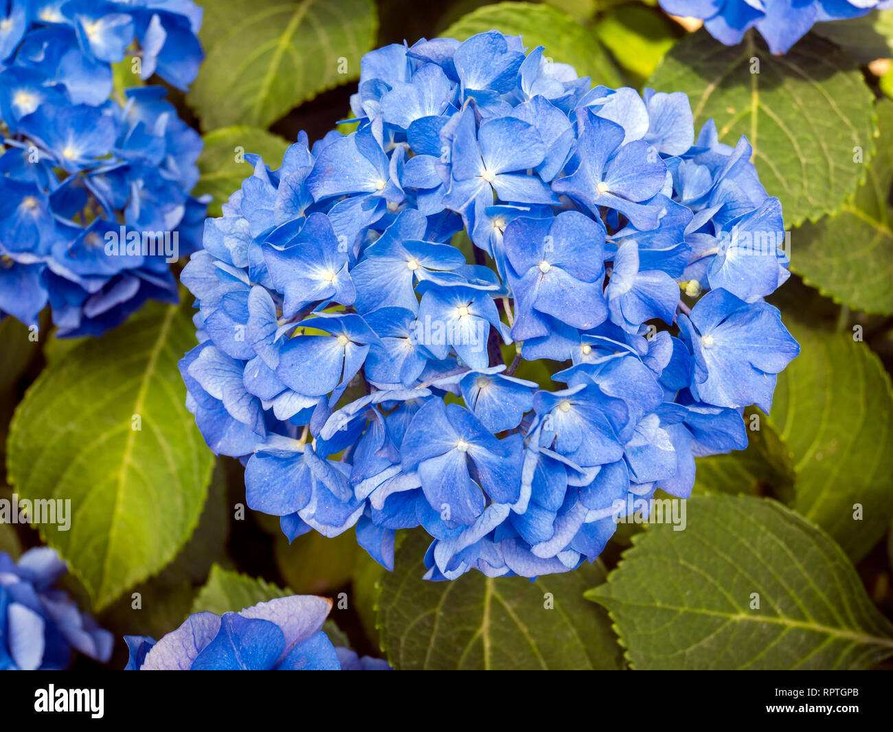 Flor Azul