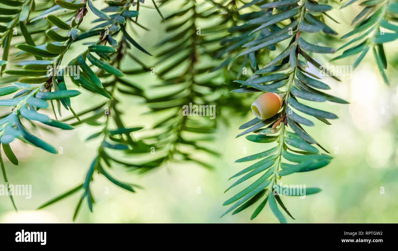 Yew tree (Taxus baccata) branch, natural detail Stock Photo - Alamy