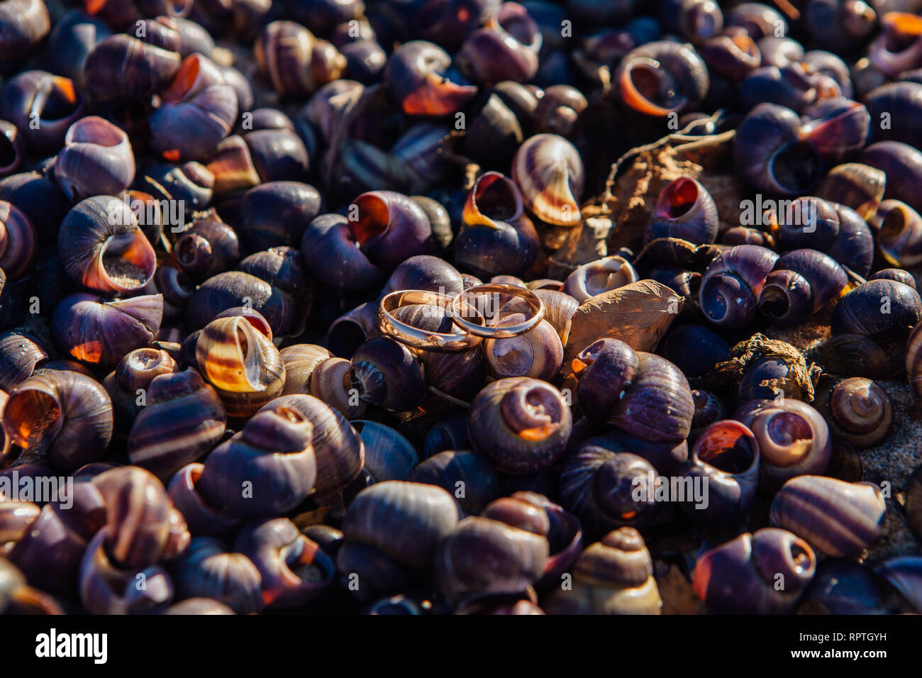 Two golden wedding rings on the sea snails shells background Stock ...