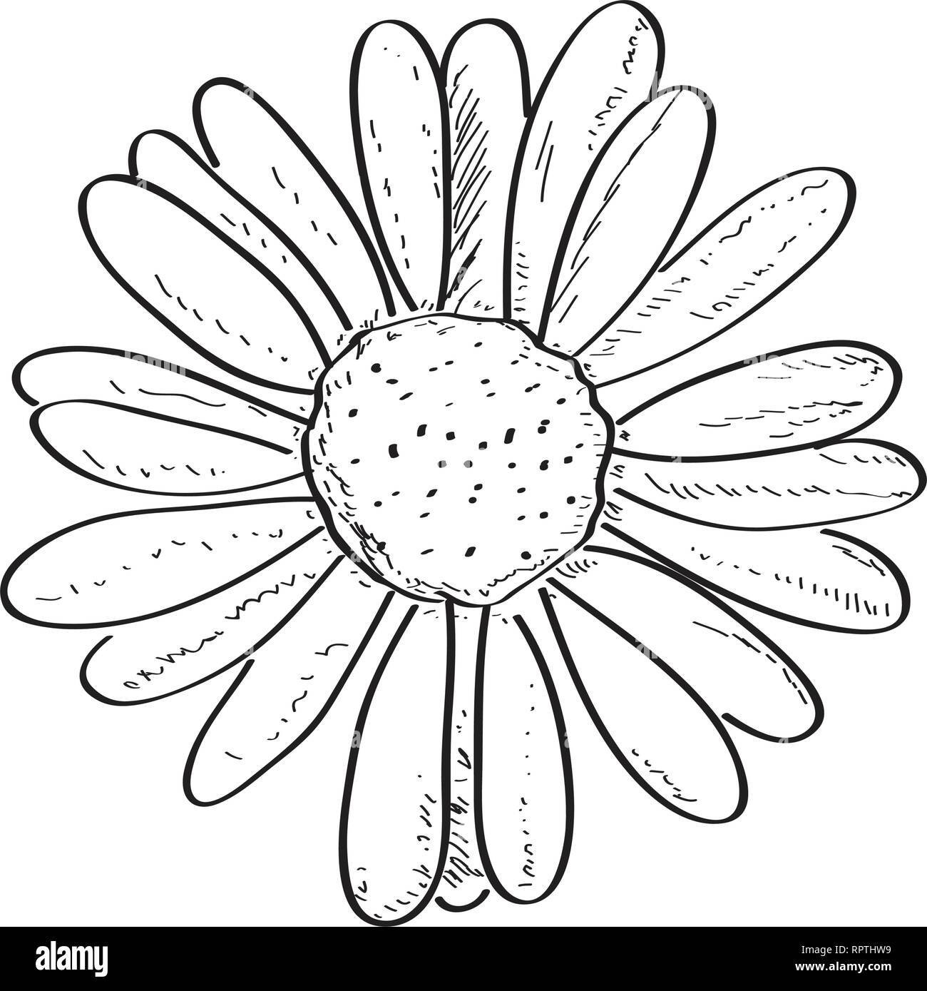 Isolated sketch of a flower Stock Vector Image & Art - Alamy