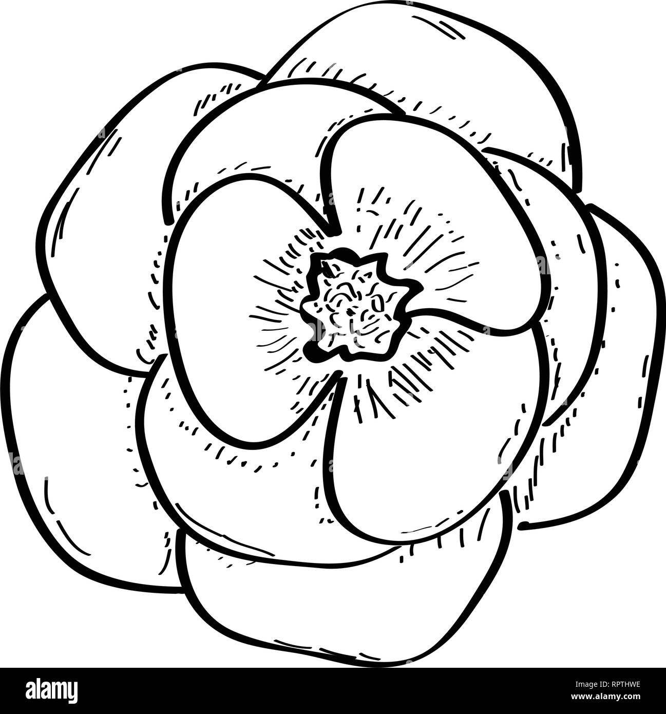 Isolated sketch of a flower Stock Vector Image & Art - Alamy