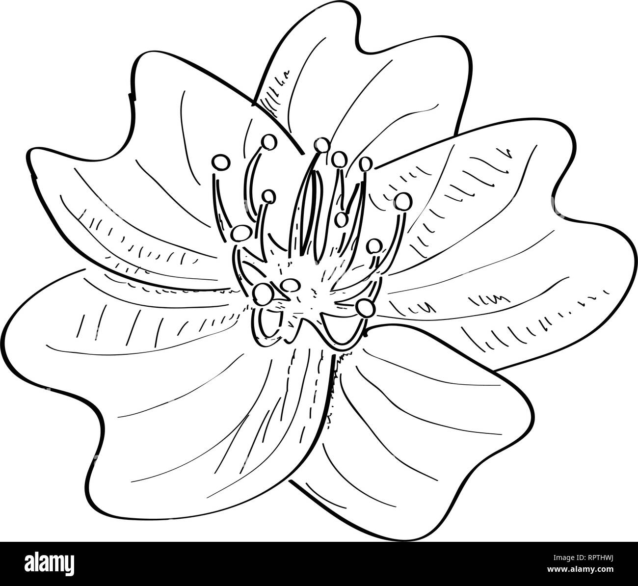 Isolated sketch of a flower Stock Vector Image & Art - Alamy