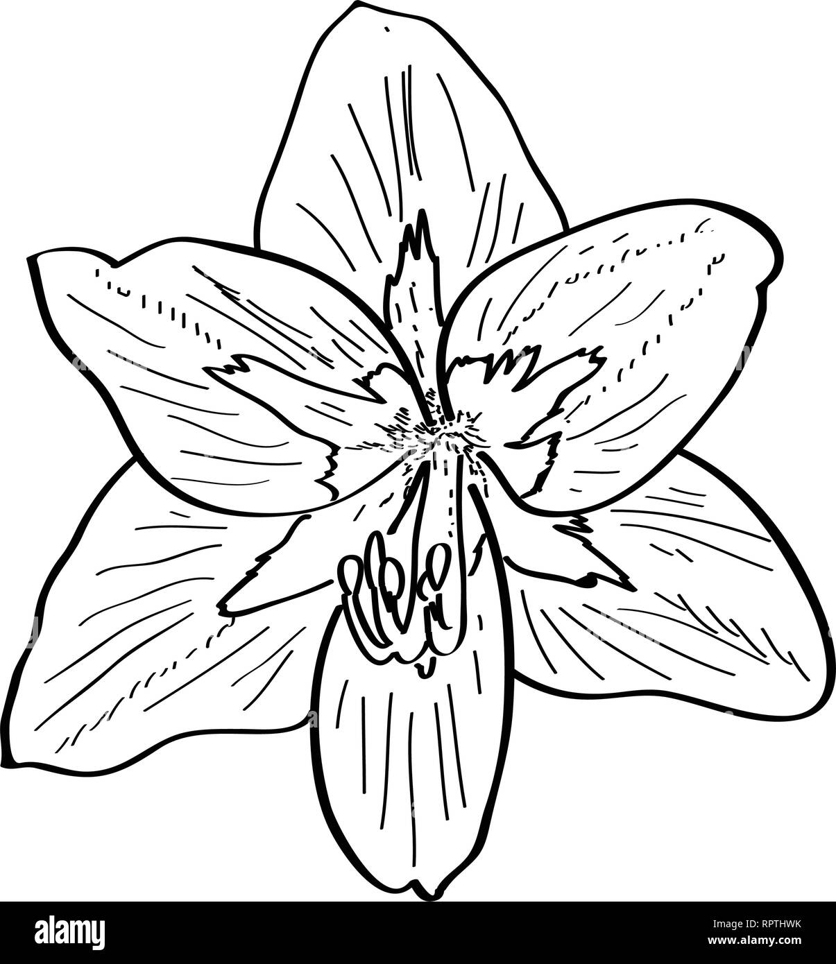 Isolated sketch of a flower Stock Vector Image & Art - Alamy