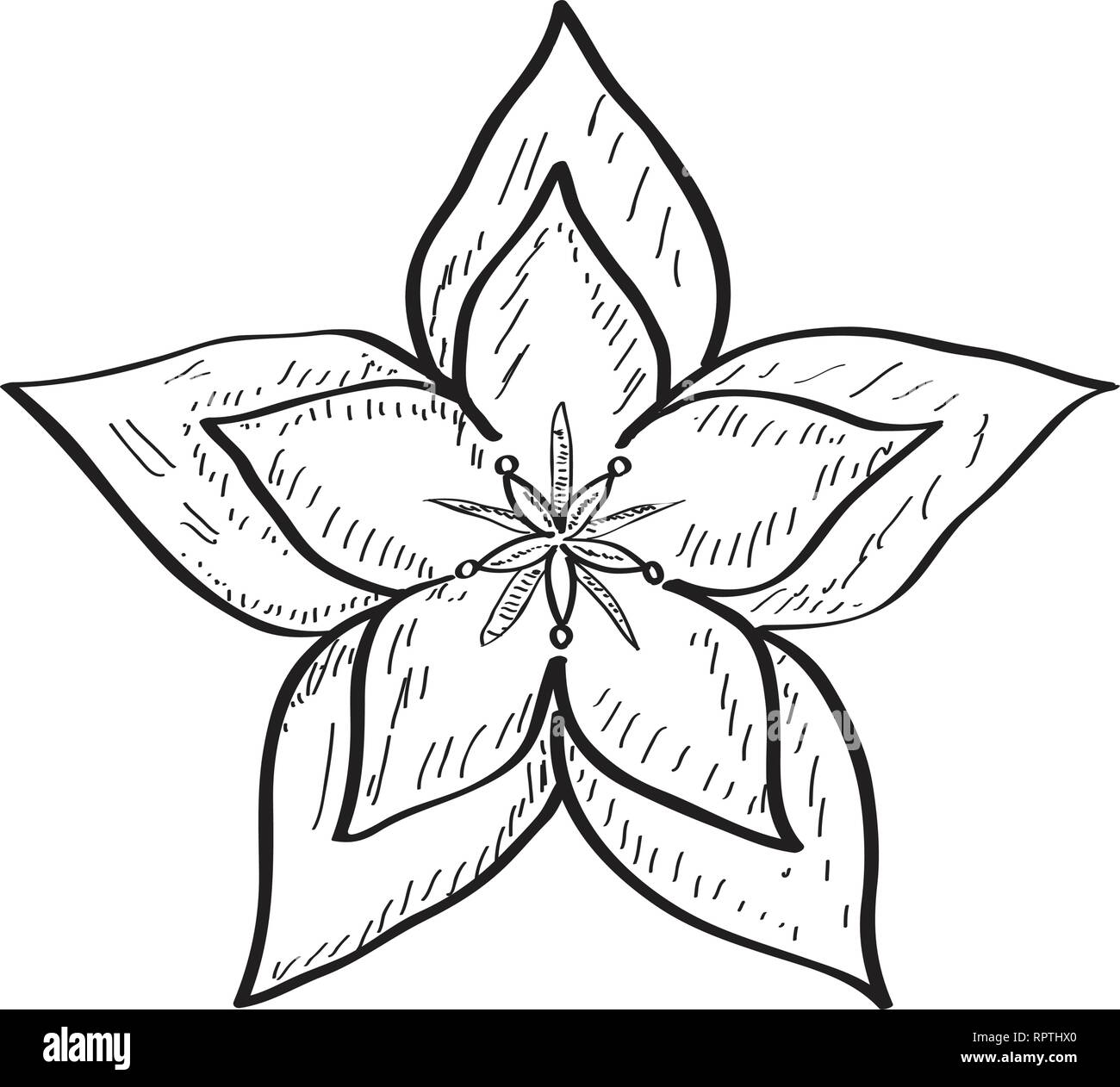 Isolated sketch of a flower Stock Vector Image & Art - Alamy