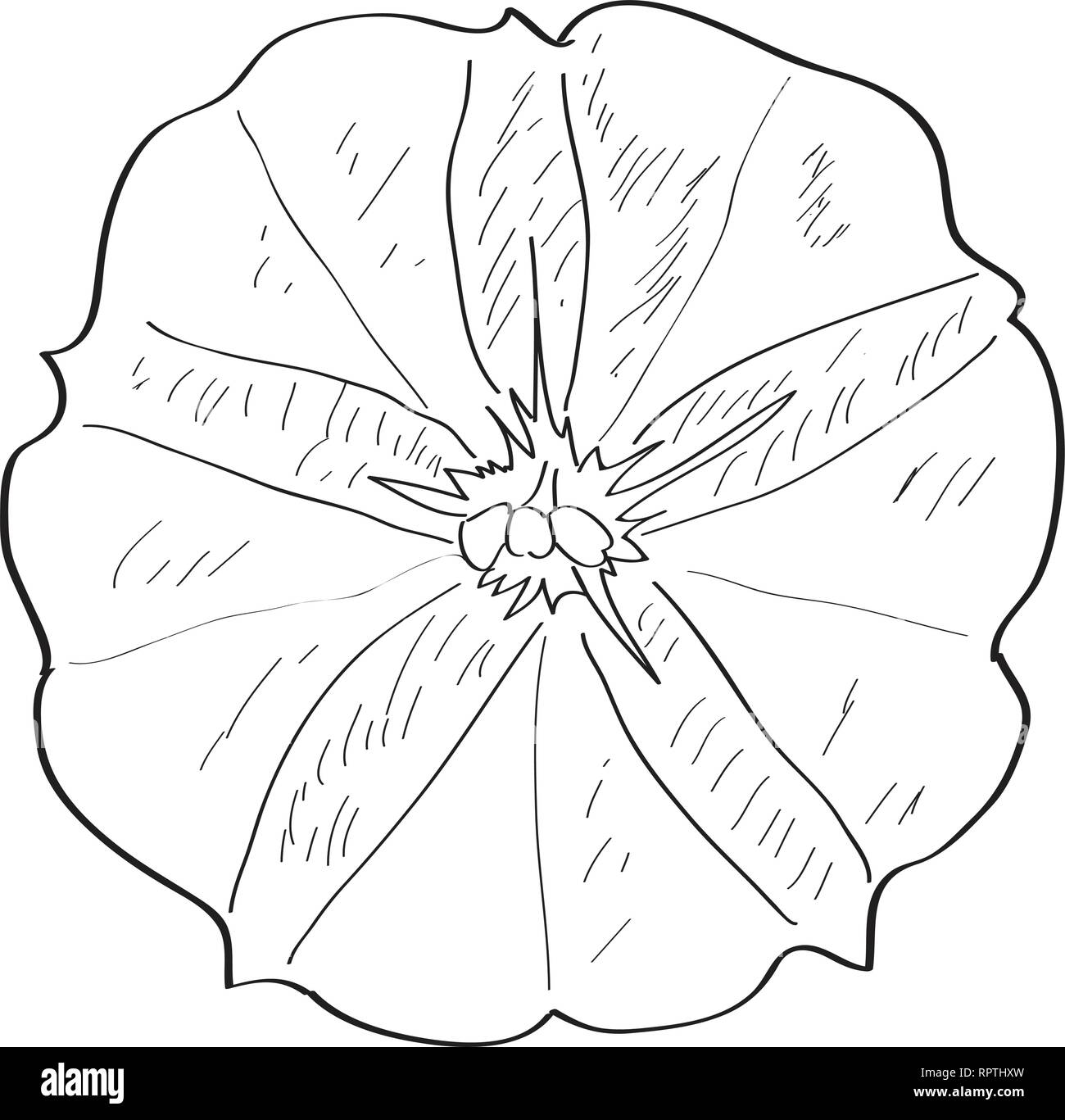 Isolated sketch of a flower Stock Vector Image & Art - Alamy