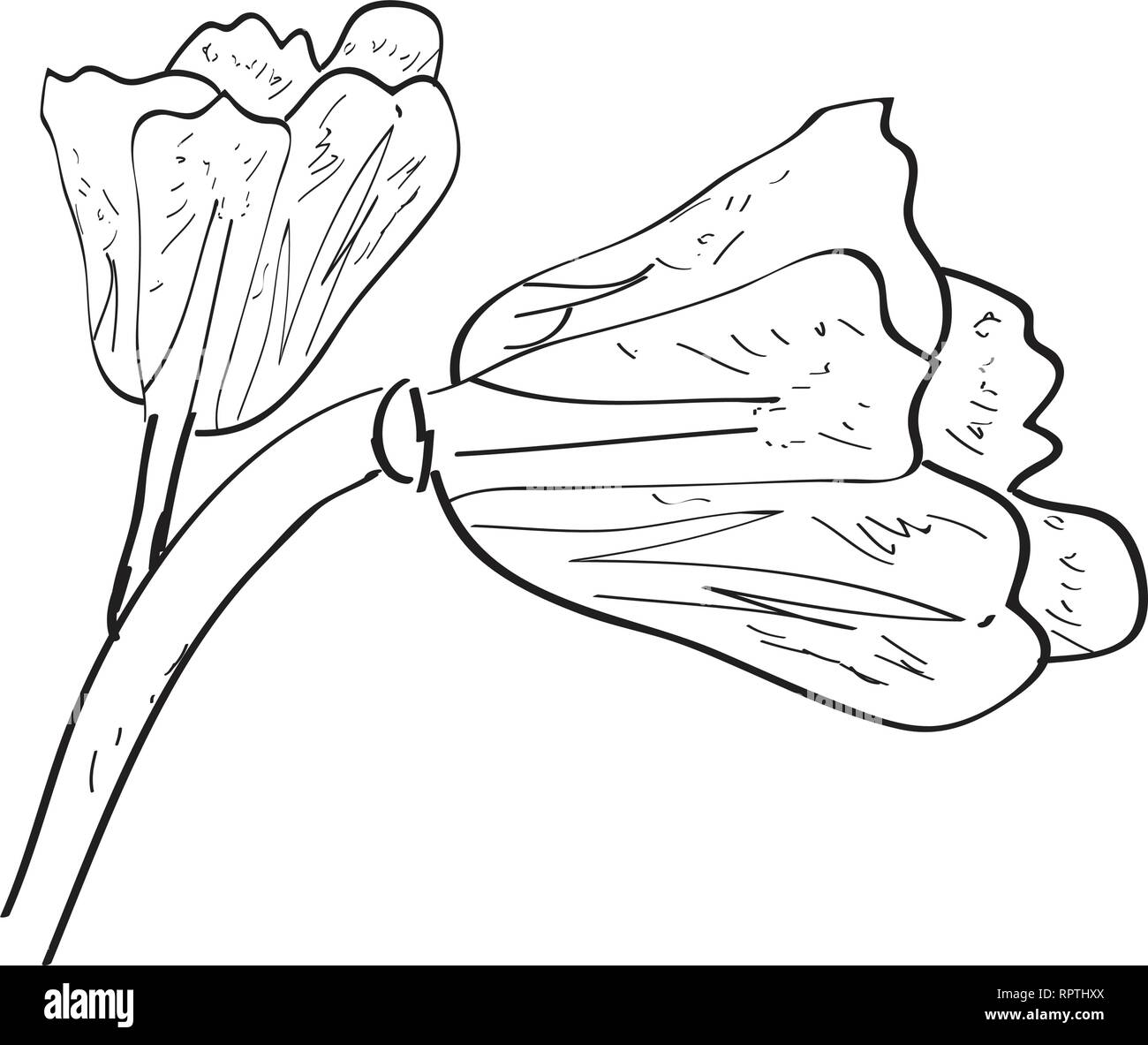 Isolated sketch of a flower Stock Vector Image & Art - Alamy