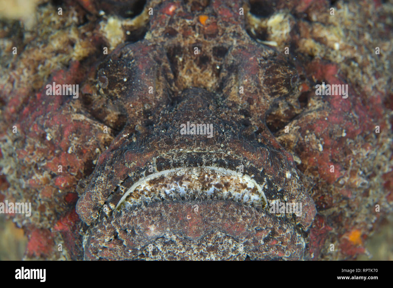Reef Stonefish, Synanceia verrucosa, Laha dive site, Ambon, Molluccas ...