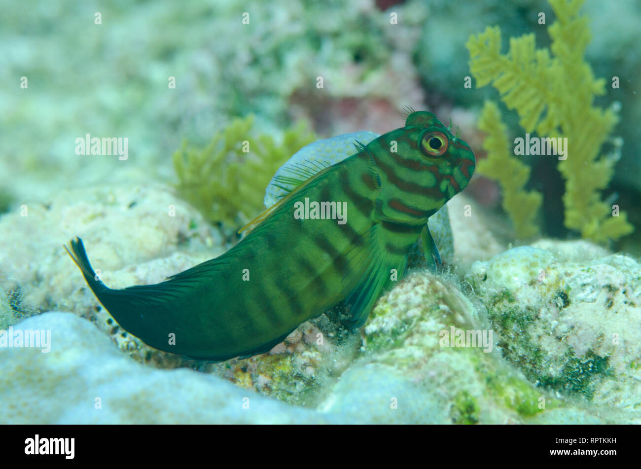 Dewara slope hi-res stock photography and images - Alamy