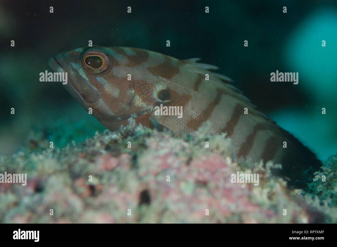 Chocolate Grouper, Cephalopholis boenak, Pulau Viawar dive site ...