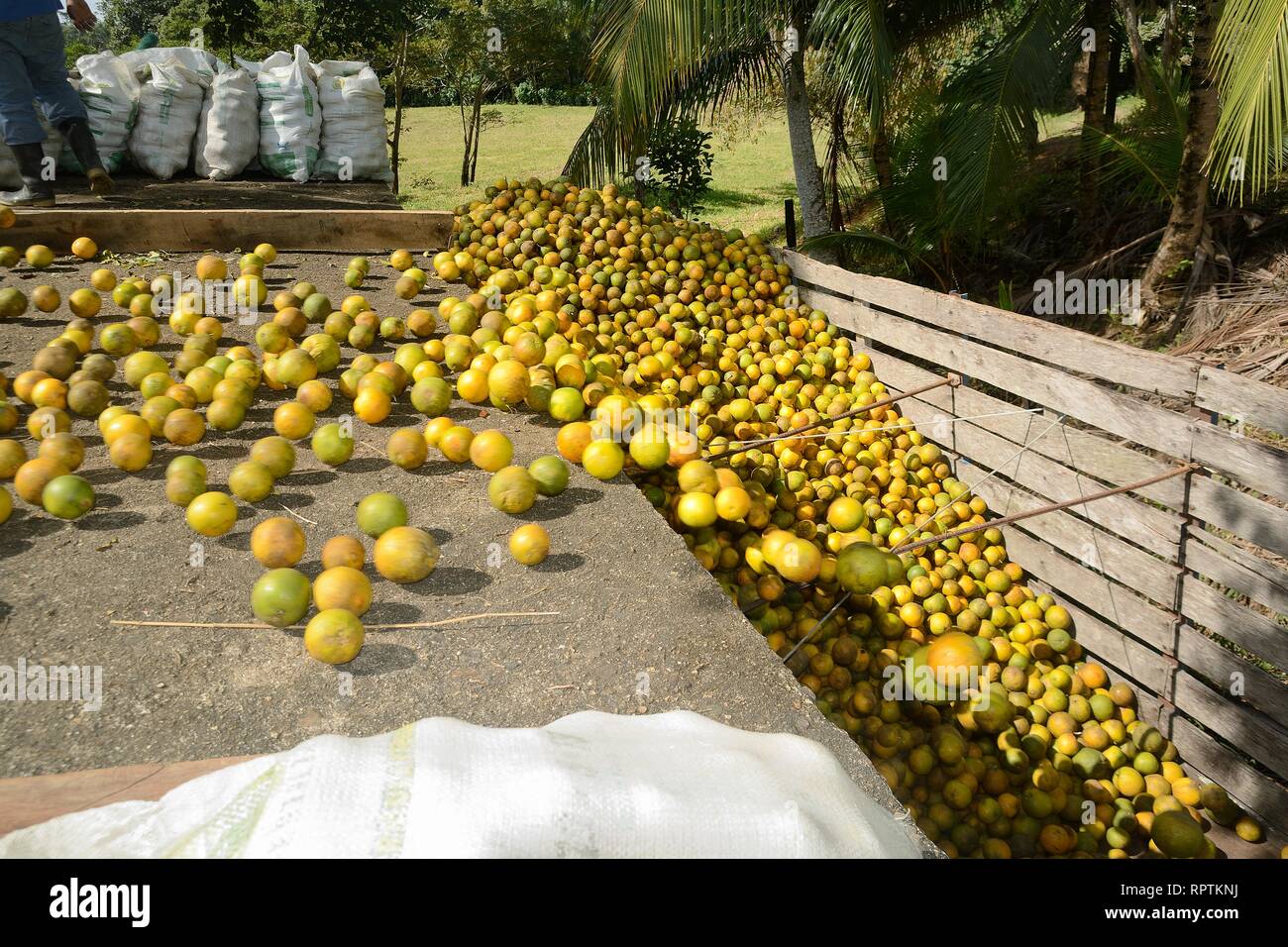 Stann creek district hi-res stock photography and images - Alamy